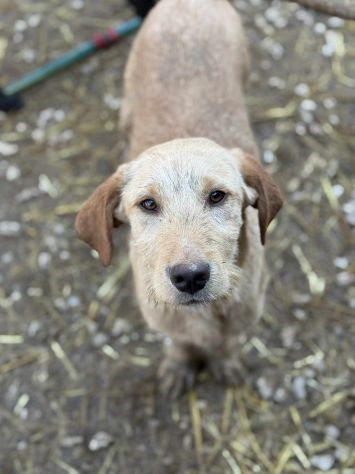 KIRA e KALA, cucciolone mix LABRADOR! Dolcissime - Annunci Firenze
