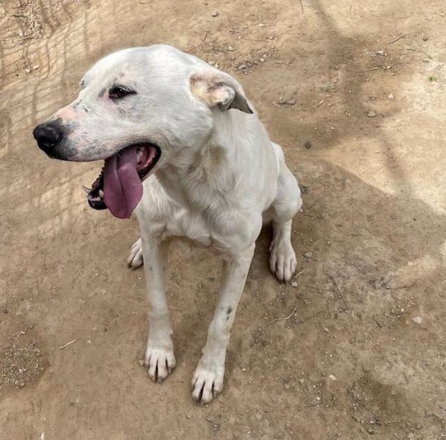 Cubra cagnolona incrocio dogo - Annunci Torino