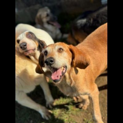 PLUTO simpatico segugio di coccole CANE IN ADOZIONE tg - Annunci Lucca