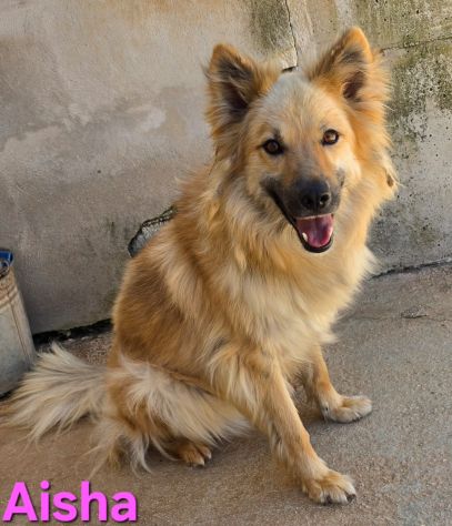 AISHA,splendida simil eurasier - Annunci Ancona