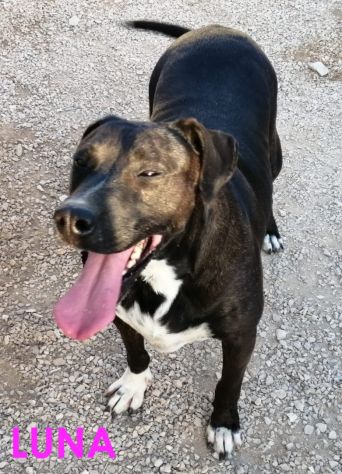 Luna, cagnolona nata intorno al 2018 - Annunci Torino