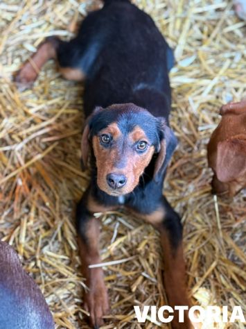 VICTORIA, la cucciola più dolce del mondo! - Annunci Firenze