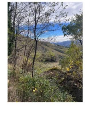 Immobile in asta di 1280000 m² in vendita a Palazzuolo - Annunci Firenze