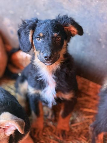 ZAYN & ZOYA, splendidi cuccioli dolcissimi! - Annunci Firenze