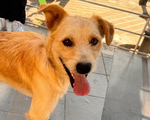 CHECCO 2anni legato ad un palo - 10-12kg - Annunci Milano
