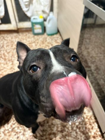 American Bully 3anni,meraviglioso,dal divano al box!SOS TORINO ...