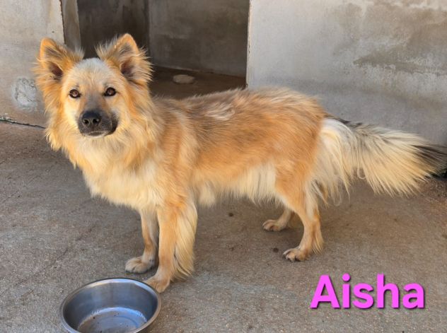 AISHA,splendida simil eurasier - Annunci Ancona