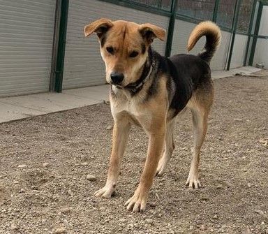 POSEIDONE, adozione del cuore, cagnone di 4 anni (a Carbonate - Annunci ...