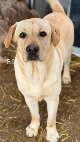 RIO, stupendo mix LABRADOR dolcissimo! - Annunci Firenze