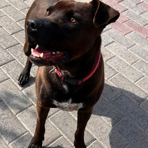 NIGEL BELLISSIMO PIT - Annunci Milano