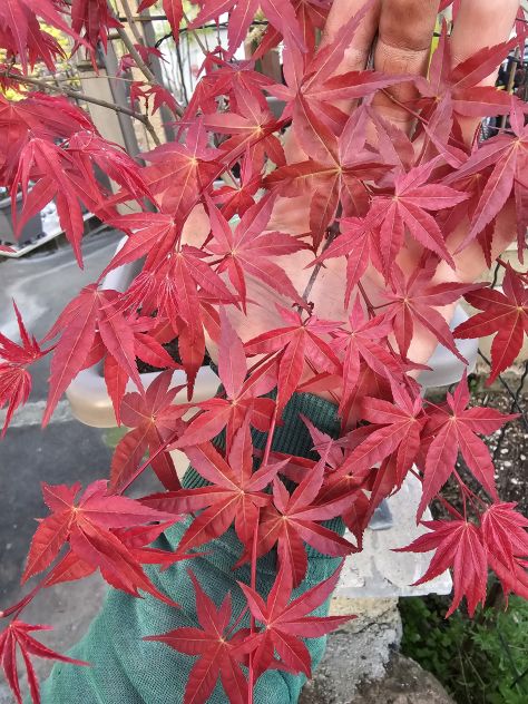 ACER PALMATUM DESHOJO (ANGUILLARA SABAZIA RM) - Annunci Roma