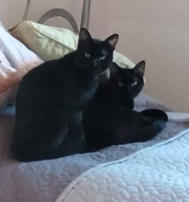 2micini neri 6mesi salvati MILANO SOS CASA - Annunci Milano