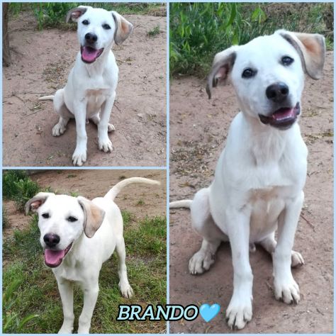 BRANDO CUCCIOLO MIX LABRADORINO - Annunci Milano