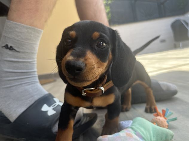 Cucciolo bassotto nano - Annunci Viterbo