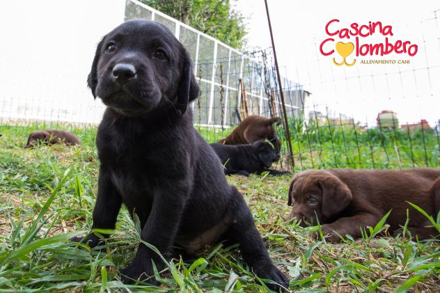 LABRADOR RETRIEVER CUCCIOLA - Annunci Torino