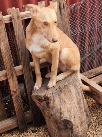 4anni simil Cirneco A CUI NESSUNO INTERESSA SICILIA - Annunci Milano