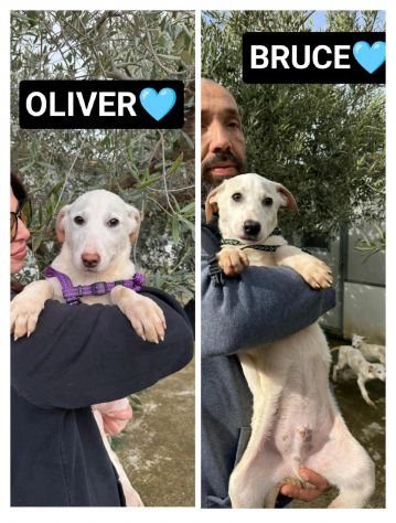 OLIVER E BRUCE, 4 MESI (20/09/25), TAGLIA MEDIA, CHIUSI DIETRO LE ...