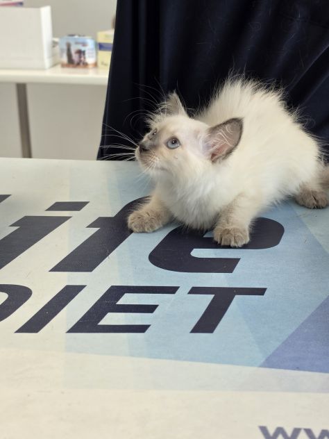 Gattini razza siamese - Annunci Venezia