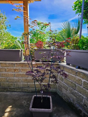 Acer palmatum Hino tsukasa rosso (ANGUILLARA SABAZIA RM) - Annunci Roma