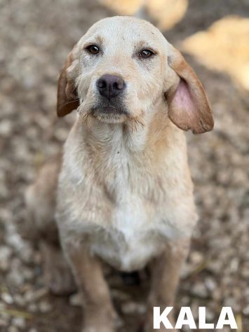 KIRA e KALA, cucciolone mix LABRADOR! Dolcissime - Annunci Firenze