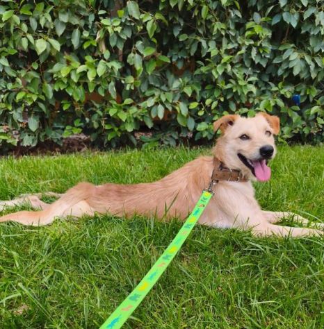 CHECCO 2anni legato ad un palo - 10-12kg - Annunci Milano