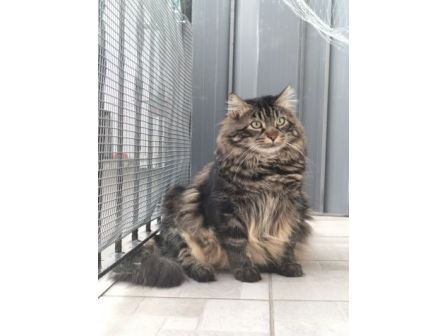 Annunci gatto, gattini in regalo e vendita su Bakeca