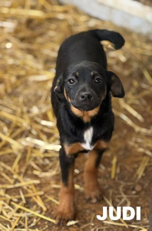JUDI, cucciola coccolona rimasta sola! TG MEDIO PICCOLA - Annunci Firenze