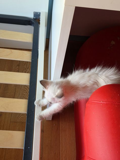 Gattini razza siamese - Annunci Venezia