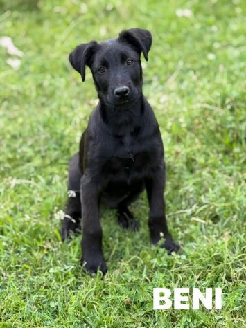 BENNY e SELEN: dolci CUCCIOLI total black! Bellissimi - Annunci Firenze