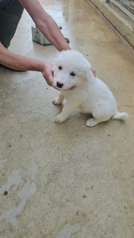 Olivia: 3 mesi taglia media - Annunci Pavia