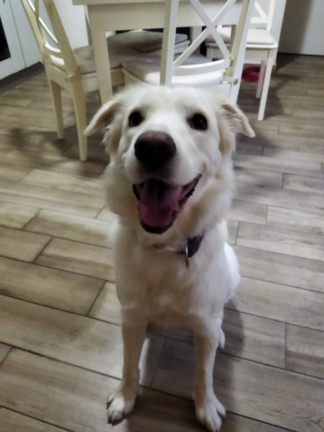 Regalo Cagnolina - Annunci Roma