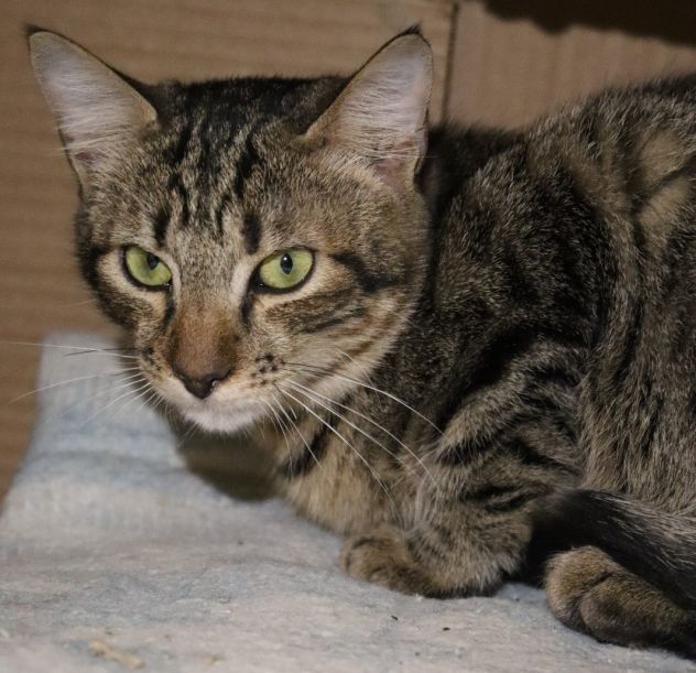 Mimì cucciolina travata in un'auto abbandonata - Annunci Milano