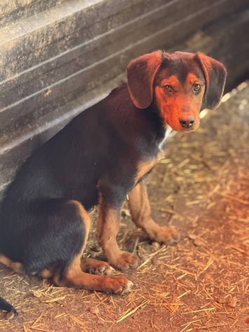 VICTORIA, la cucciola più dolce del mondo! - Annunci Firenze