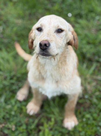 KIRA e KALA, cucciolone mix LABRADOR! Dolcissime - Annunci Firenze