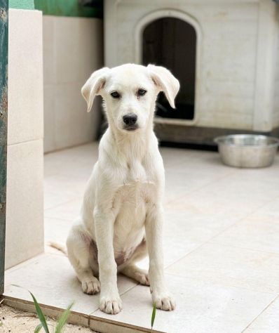 Regalo cuccioli mix Labrador pastore - Annunci Parma