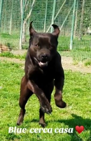 Mix molosso nero 4anni splendido prov PAVIA - Annunci Pavia