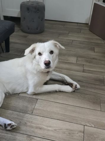 Regalo Cagnolina - Annunci Roma