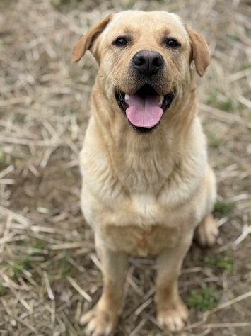 RIO, stupendo mix LABRADOR dolcissimo! - Annunci Firenze