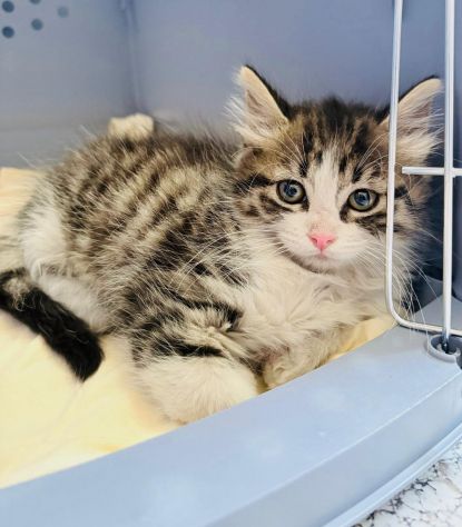 Gattina 2 mesi - Annunci Roma