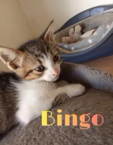 Bingo: maschietto 3 mesi - Annunci Ancona