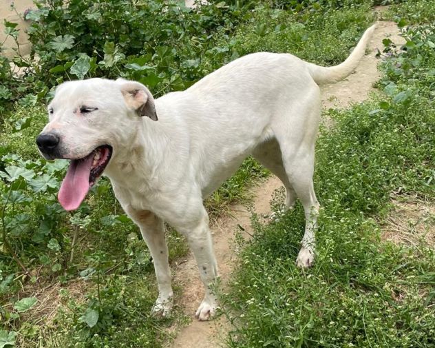Cubra cagnolona incrocio dogo - Annunci Torino