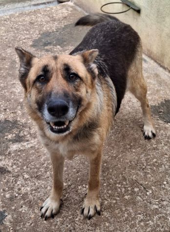 GRETA PASTORE TEDESCO 6 ANNI - Annunci Milano