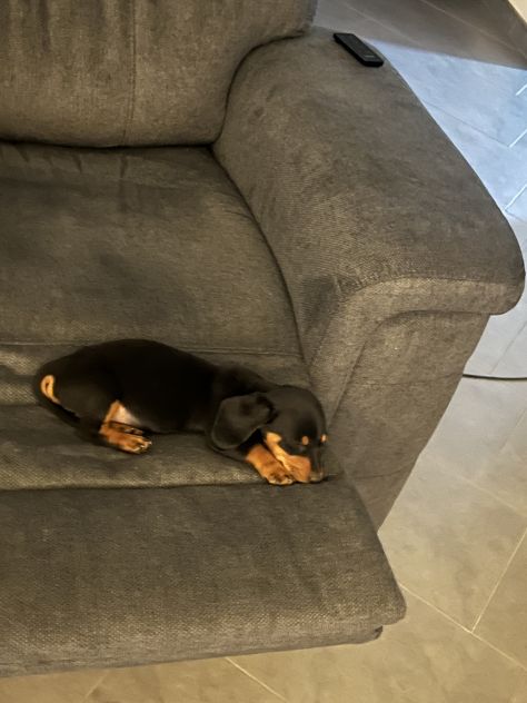 Cucciolo bassotto nano - Annunci Viterbo