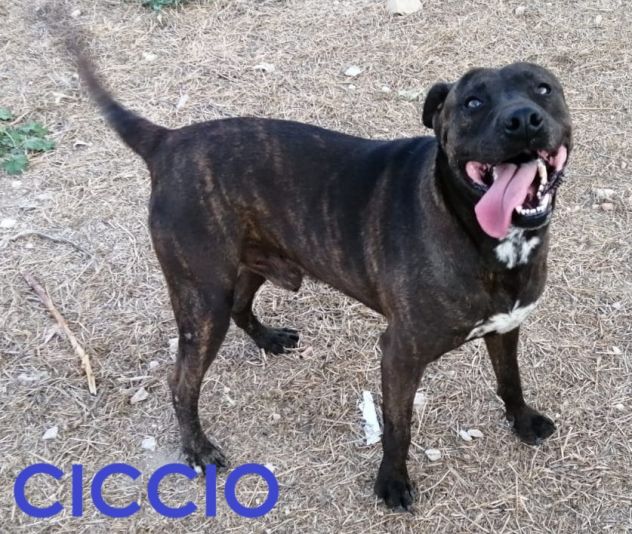 Ciccio pit nato intorno al 2018 - Annunci Torino