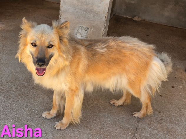 AISHA,splendida simil eurasier - Annunci Roma