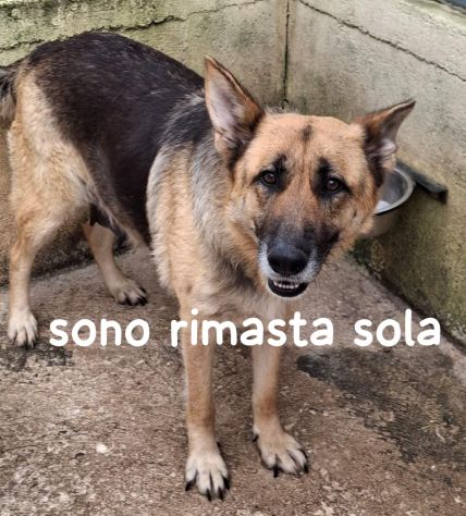 GRETA PASTORE TEDESCO 6 ANNI - Annunci Milano